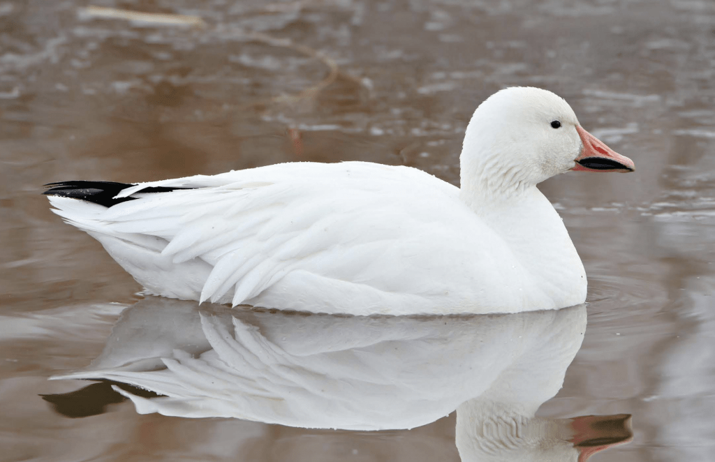 Wildly Successful: The Snow Goose | Greenwich Sentinel