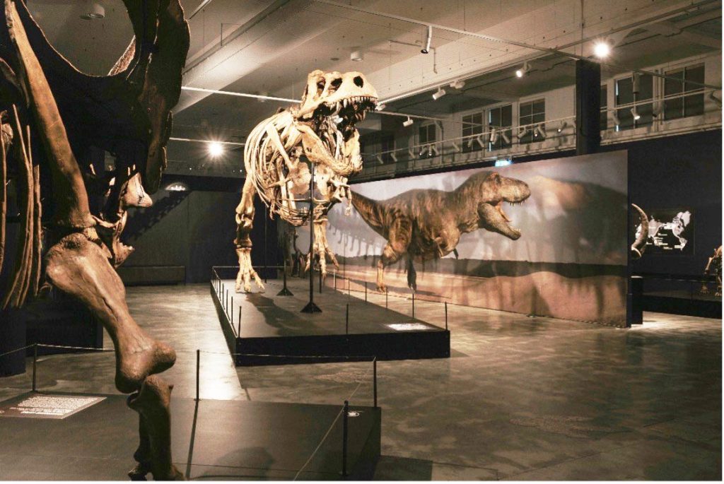 A Tyrannosaurus Rex Roars into the Bruce Museum this Summer | Greenwich ...