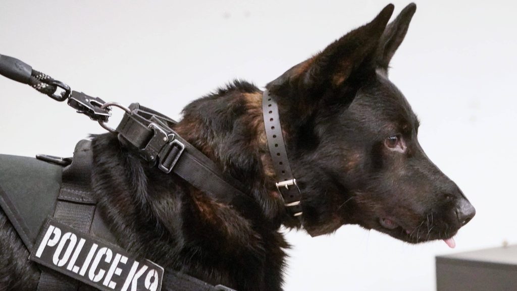 NYPD 2026 Calendar is Available | 77 WABC