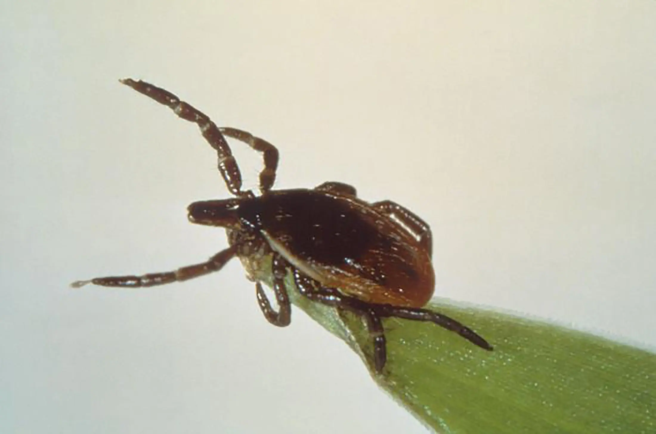 HHS Launches Major National Effort to Address Lyme Disease and Tick ...
