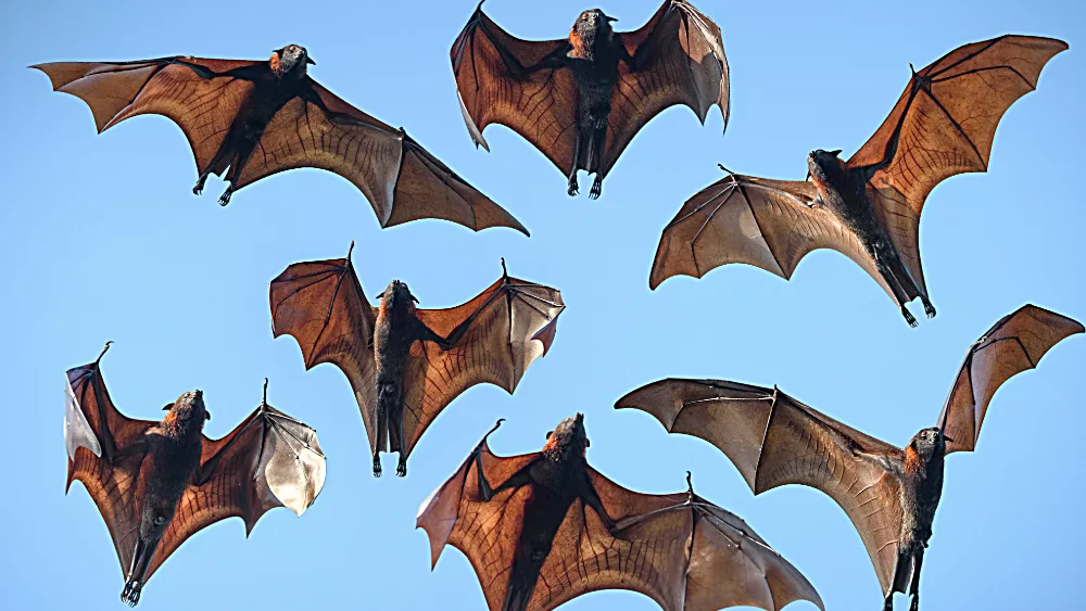 Shawnee National Forest Hosts "Get Batty" Event | 106.9 WDML