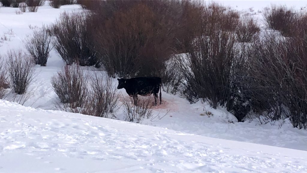 Two more cows attacked by wolves in Jackson County Tuesday | Steamboat ...