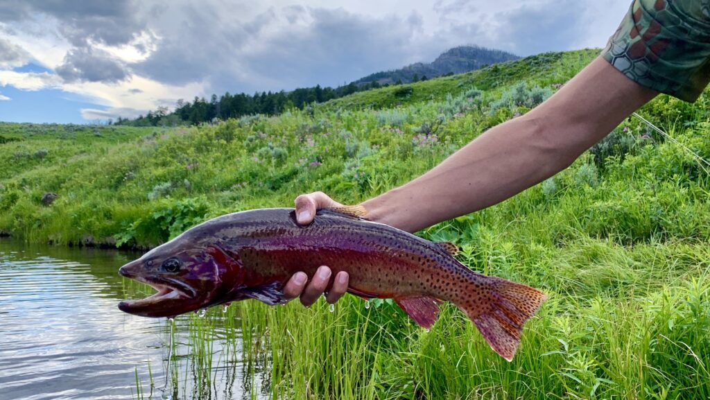 Go Fishing! | Steamboat Radio