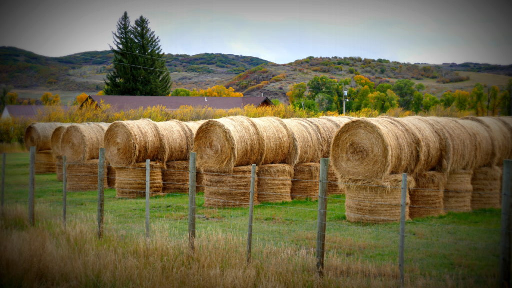 The 2024 Colorado Hay Directory is released | Steamboat Radio