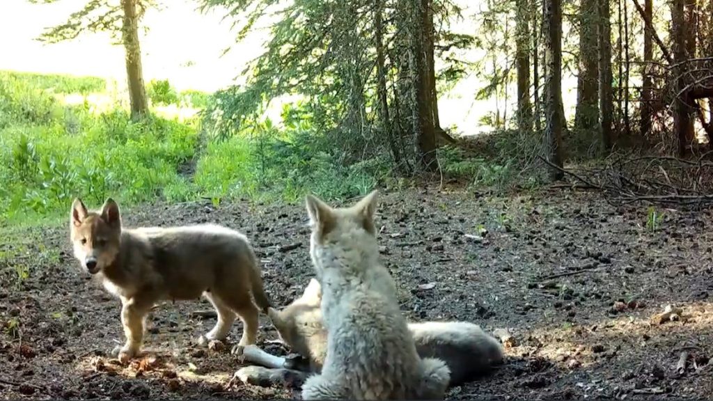 Colorado Gray Wolf Annual Report is released by CPW | Steamboat Radio