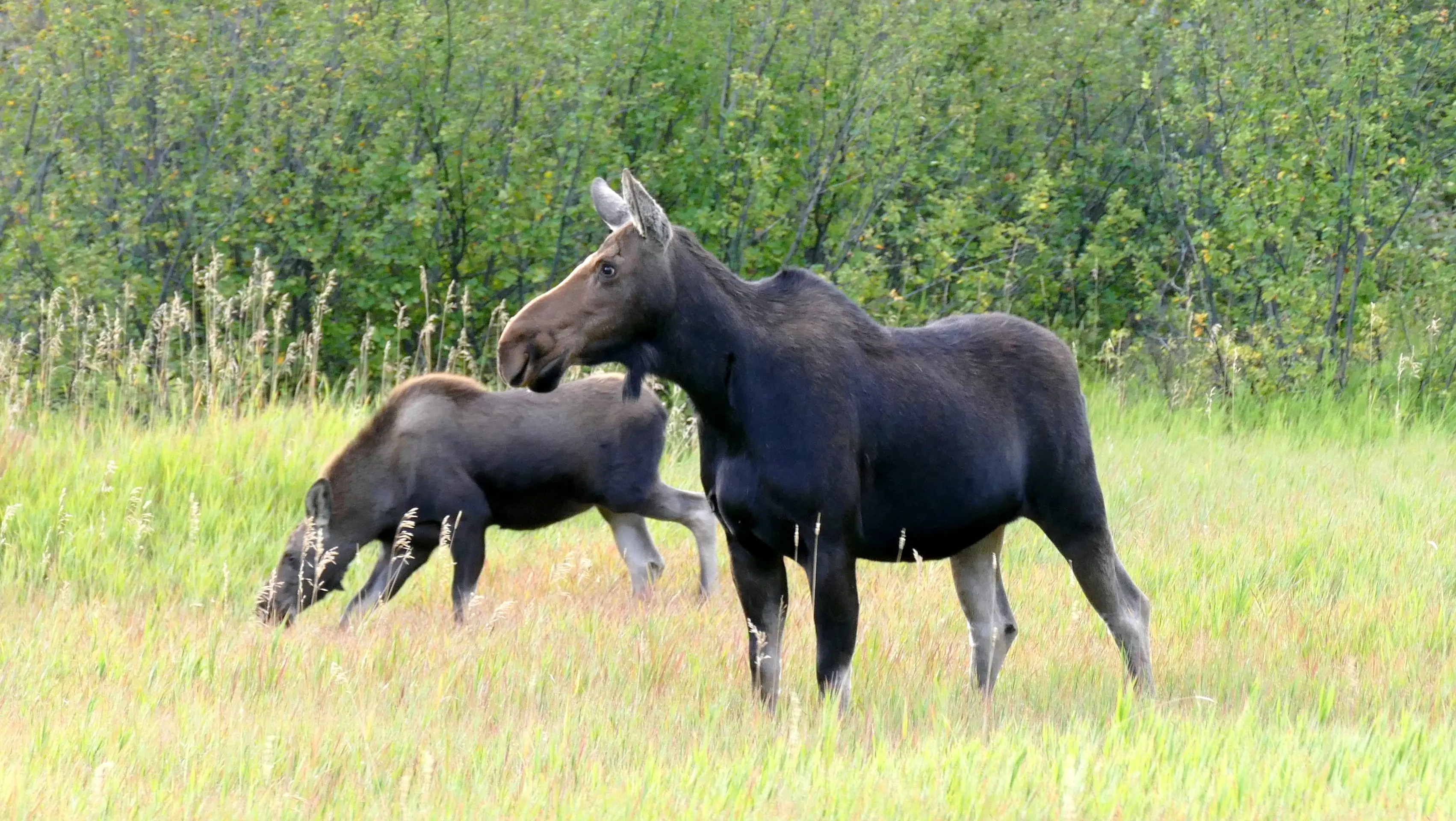 CPW sends warning of moose encounters after an attack in Winter Park ...