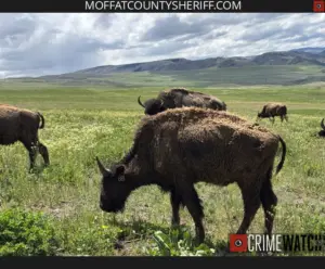 Bison owner charged with 89 counts of Cruelty to Animals | Steamboat Radio