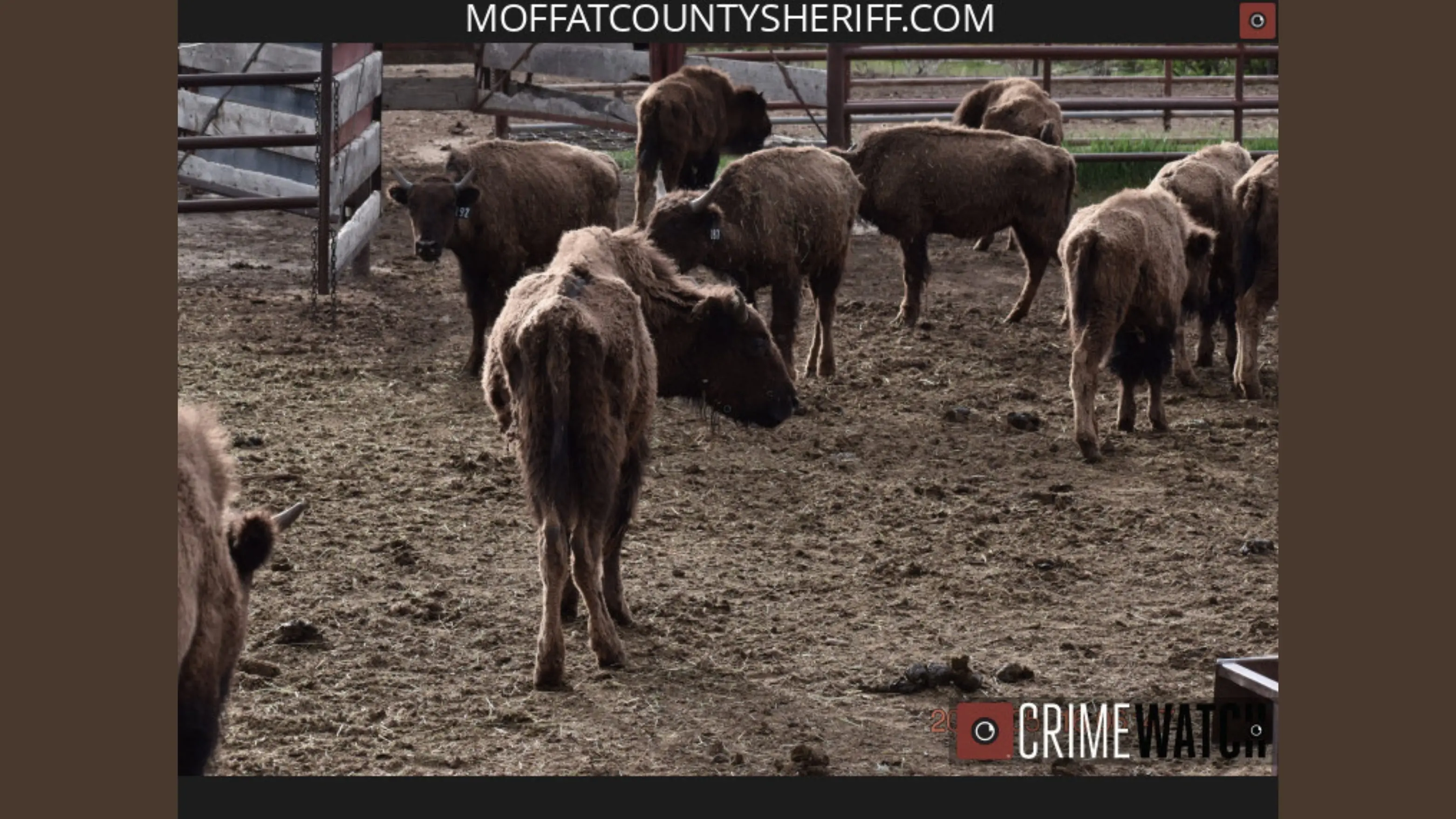 Bison owner charged with 89 counts of Cruelty to Animals | Steamboat Radio