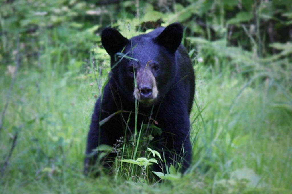 Second fatal bear-related incident in Arkansas as mauling is ruled ...