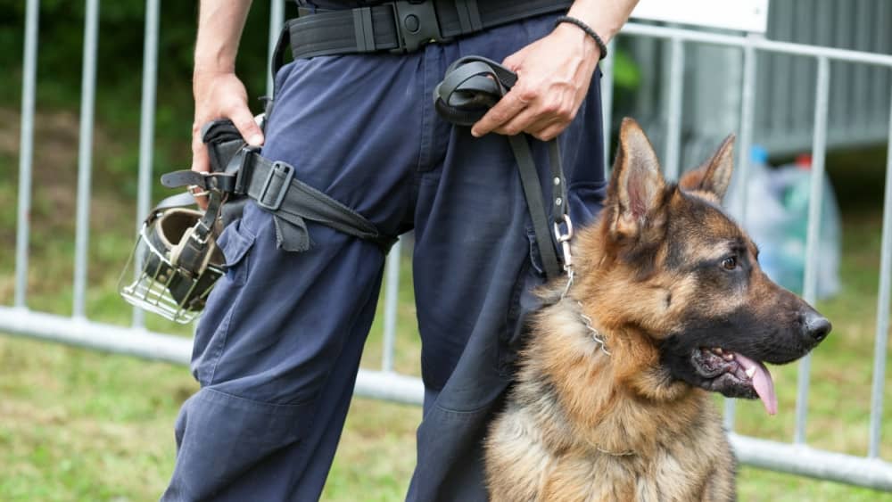 Ohio K-9 officer put on leave after police dog attacks man surrendering ...