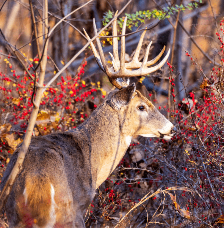 New Nonresident Deer Hunting Regulations Announced for Missouri's 2026 ...