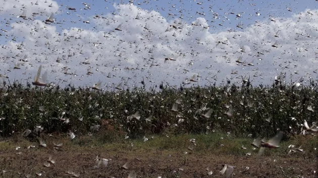 Locust outbreaks could get worse as global temperatures continue to ...