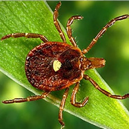 Tick-Borne Diseases Surge in Indiana: CDC Shares Vital Prevention Tips ...