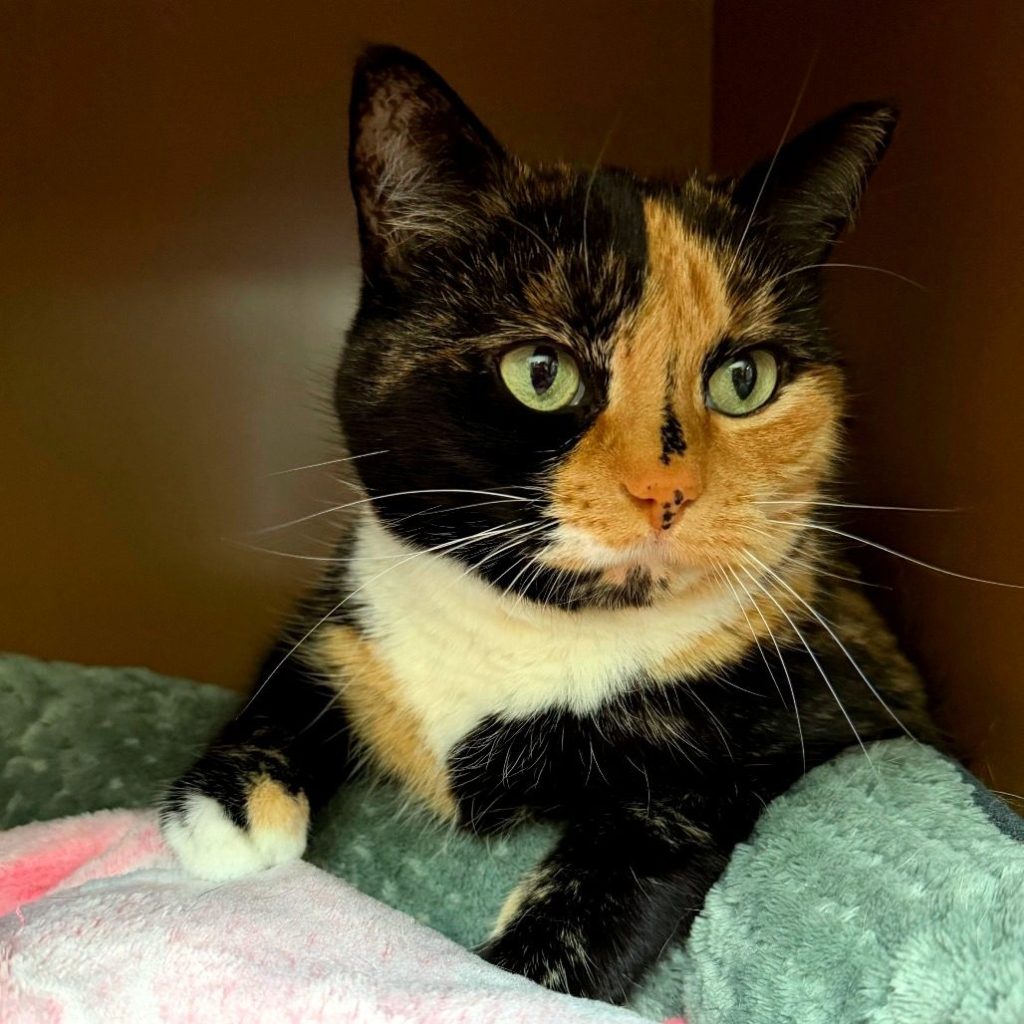 Olive – ADOPTED | 92.1 WVTK