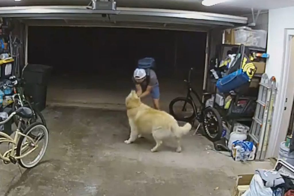 Burglar Takes Break From Burglaring to Pet Family Dog | 95.1 KSKY