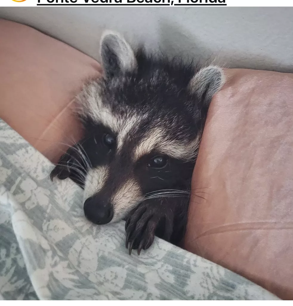 I am obsessed with 10-week old Nugget the Raccoon | 101.3 KFDI