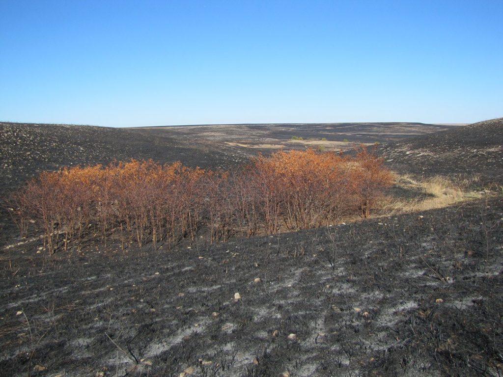 Tallgrass Prairie Preserve begins fall burn season | 101.3 KFDI
