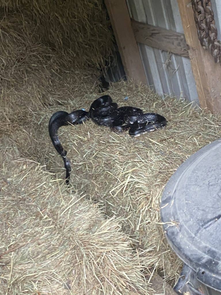 Snakes Alive! | 94.7 Country