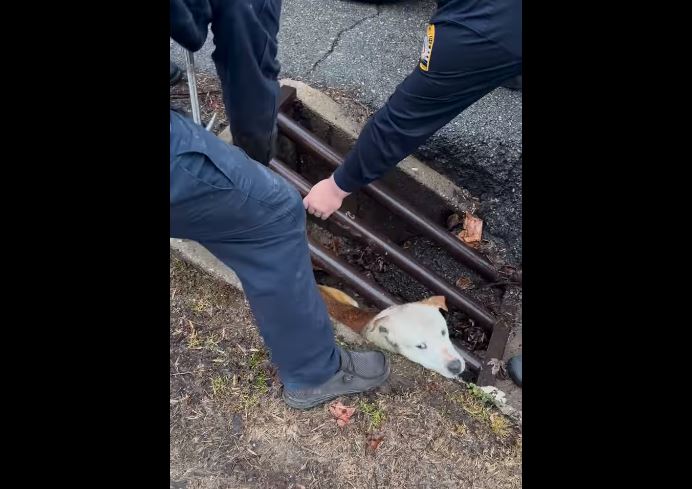 VIDEO: Firefighters Rescue Dog From Storm Drain | 94.7 Country