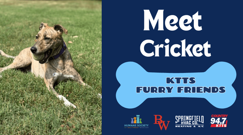KTTS Furry Friends: Cricket | 94.7 KTTS