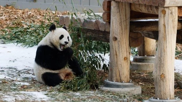 Giant pandas Bao Li and Qing Bao make public debut at National Zoo ...