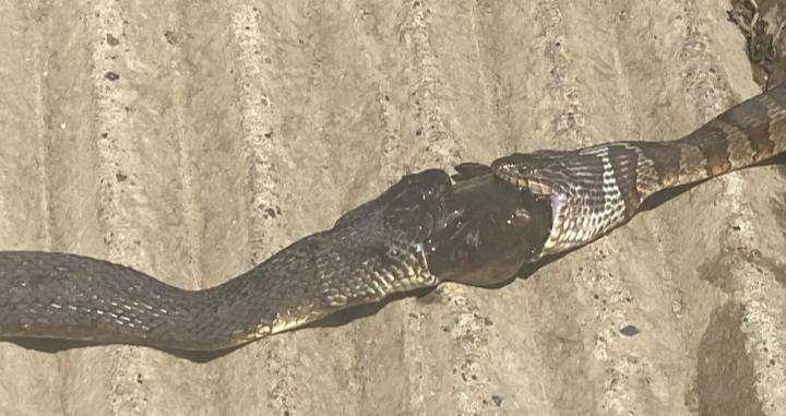 Must-see photo: Snakes play tug of war with frog on Iowa boat ramp | 98 ...