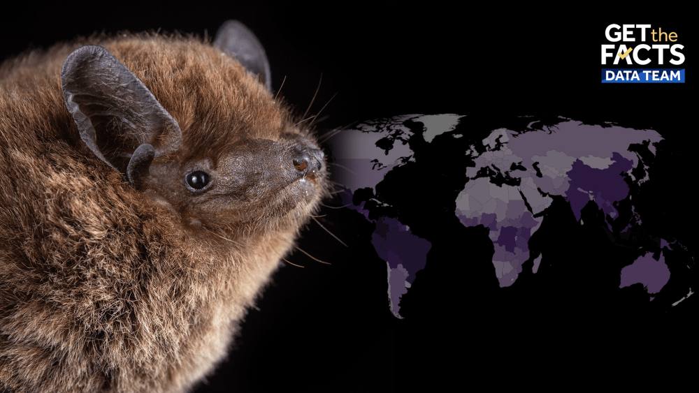 Scientists discover 1,500th species of bat | 98 Rock Online