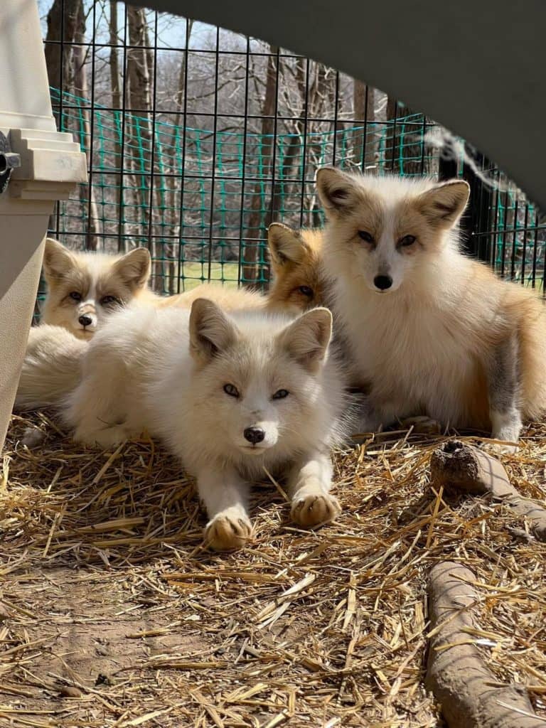 Critter Cove Fry and Throw – WGIL 93.7 FM – 1400 AM