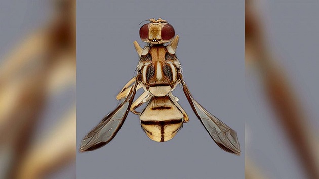 Fruit fly found in Asia forces partial quarantine of Los Angeles County ...
