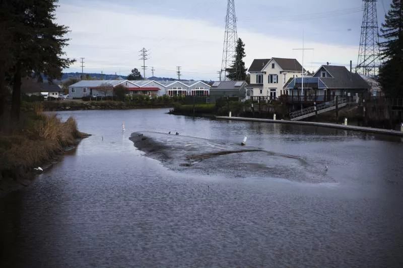 Petaluma Trees | KZST-FM