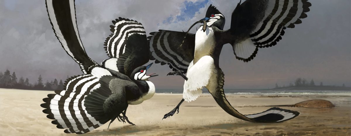 Field Museum unveils fossil of earliest known bird | WXLT - Marion, IL