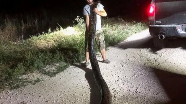 Officials: Record-setting 17-foot Burmese python caught in FL | WBAL Baltimore News