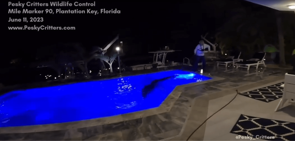 Wild video shows 10-foot crocodile pulled from homeowner's pool in ...