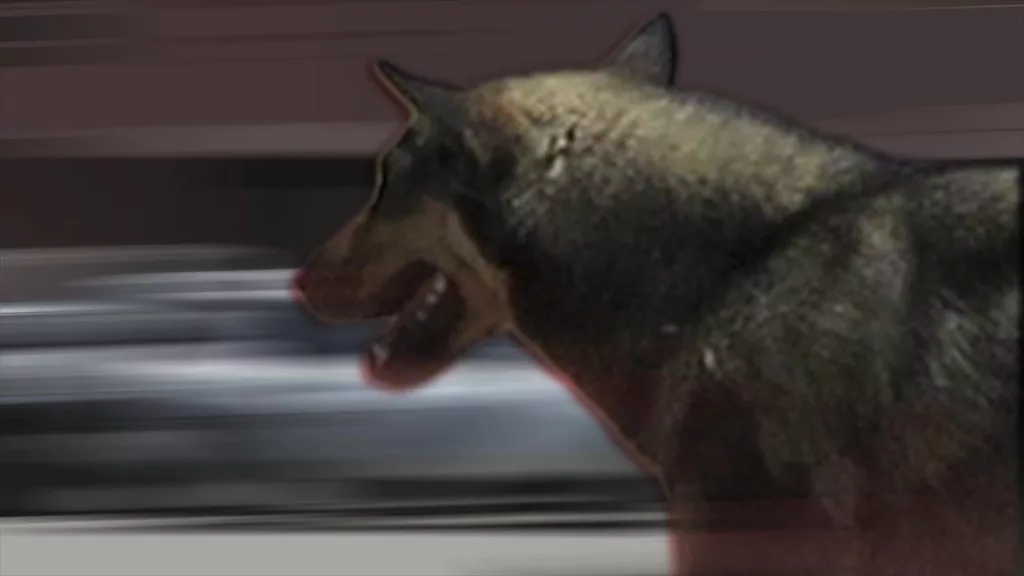 Baltimore Police Officer Shoots Dog | WBAL Baltimore News