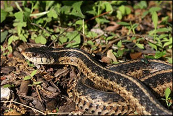 Bill Vanko's First Snake Of Spring | WBAL Baltimore News