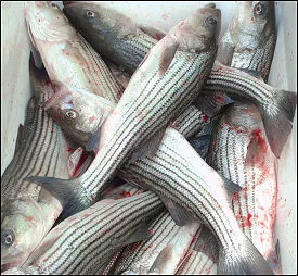 How Much Rockfish Is Safe To Eat? | WBAL Baltimore News
