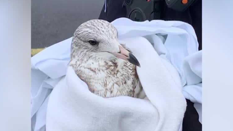 Group upset with decision in animal cruelty case where 11 seagulls were ...
