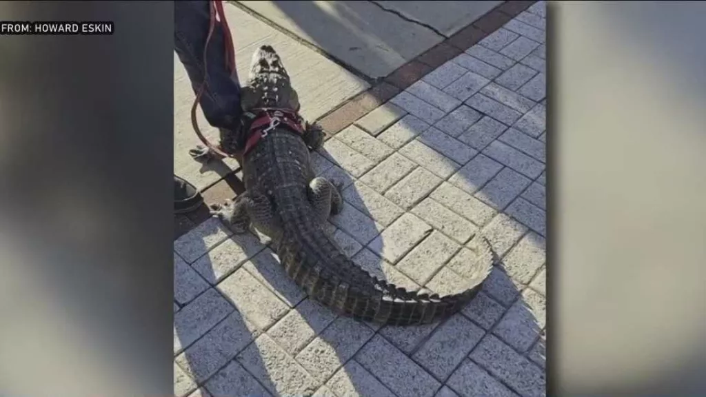 Phillies deny emotional support alligator from entering ballpark | WBAL ...