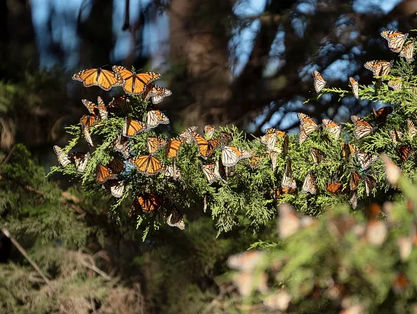 Why there may be much fewer monarch butterfly sightings in the US this ...