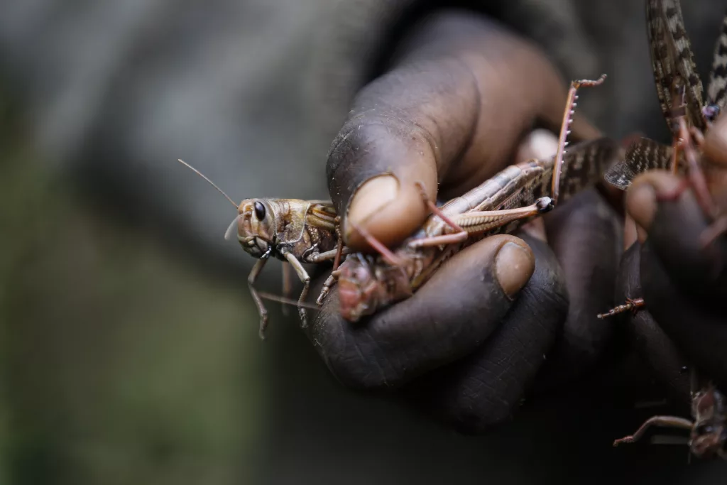 Erratic weather fueled by climate change will worsen locust outbreaks ...
