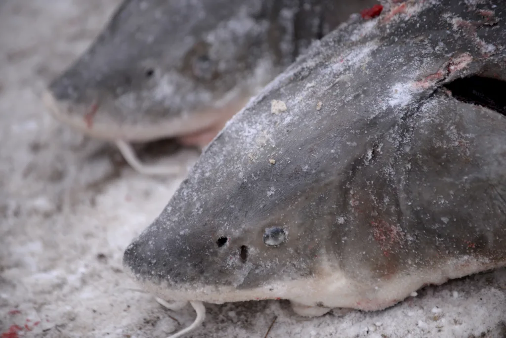 Prehistoric lake sturgeon is not endangered, US says despite calls from ...