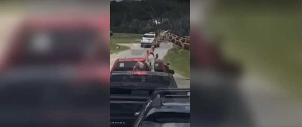 WATCH: Young girl picked up by a giraffe at a drive-thru safari in ...