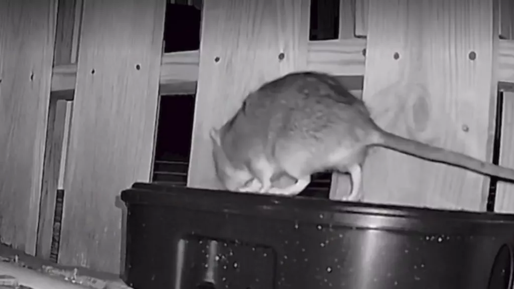 Baltimore to deploy rat contraceptives in effort to reduce, control ...