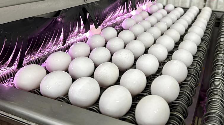 What's keeping egg prices high for Easter? It's not just inflation ...