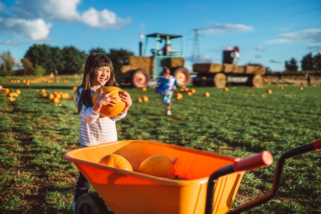 Maryland Fall Festival: Weekend Events & Guide - News Usa Today