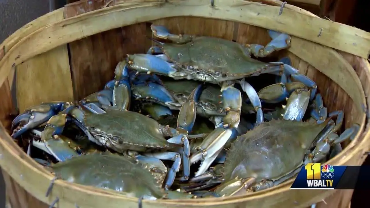 Latest survey shows growth in Maryland's blue crab population | WBAL ...