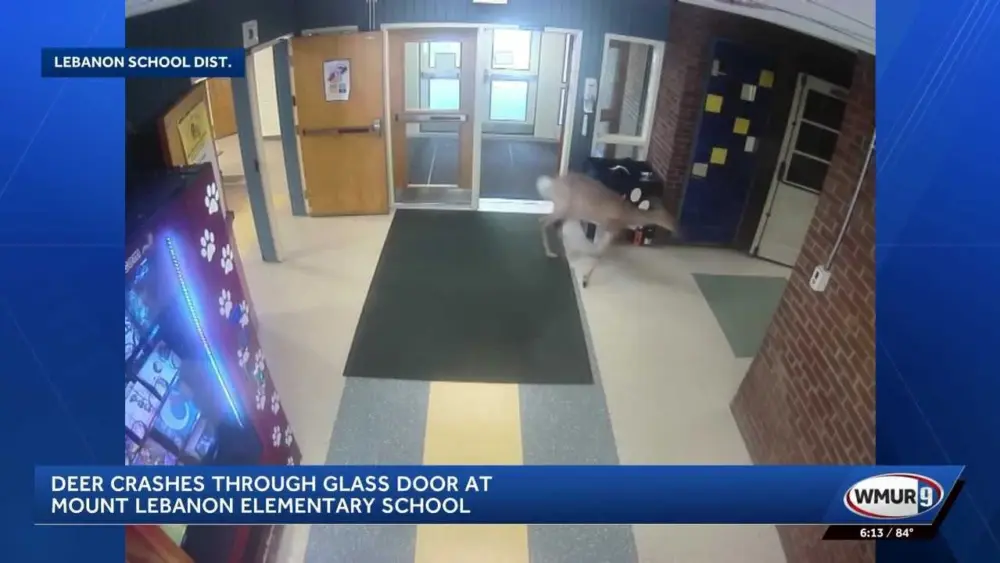 Deer crashes through glass window at New Hampshire elementary school ...