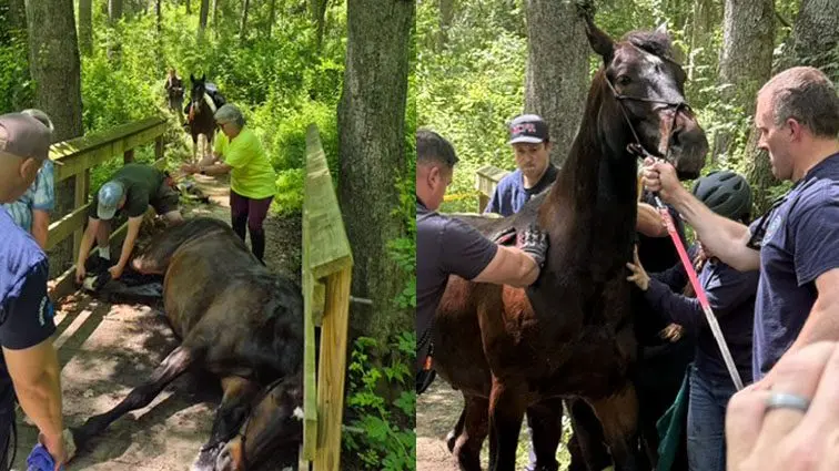 Horse rescued after partially falling through bridge in Patuxent River ...