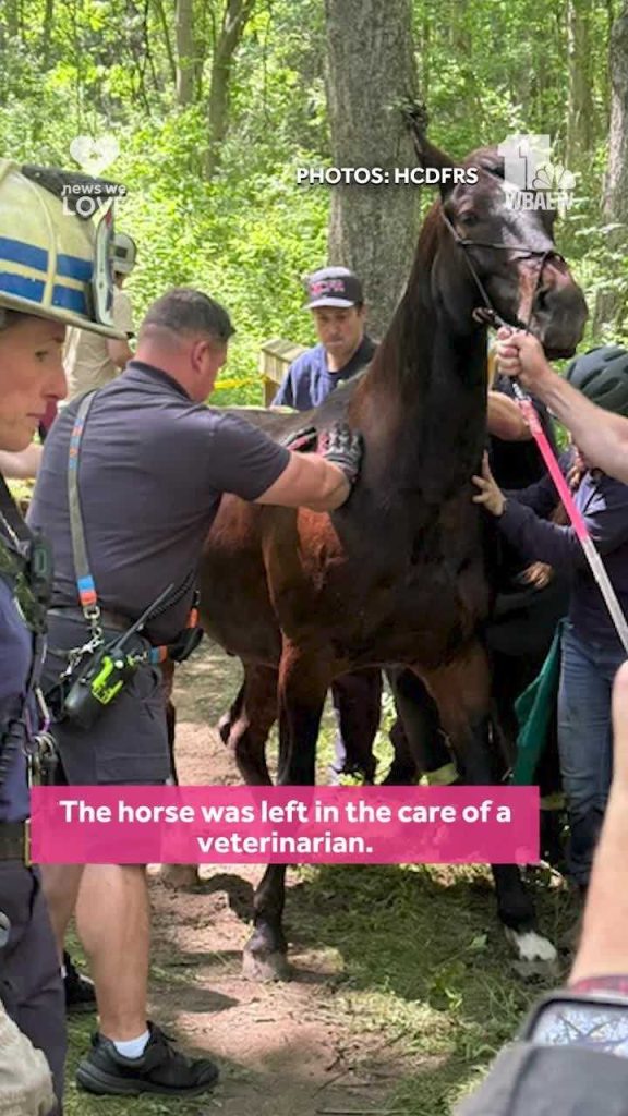 Firefighters rescue horse stuck in bridge | WBAL Baltimore News