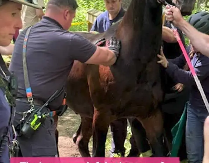 Firefighters rescue horse stuck in bridge | WBAL Baltimore News